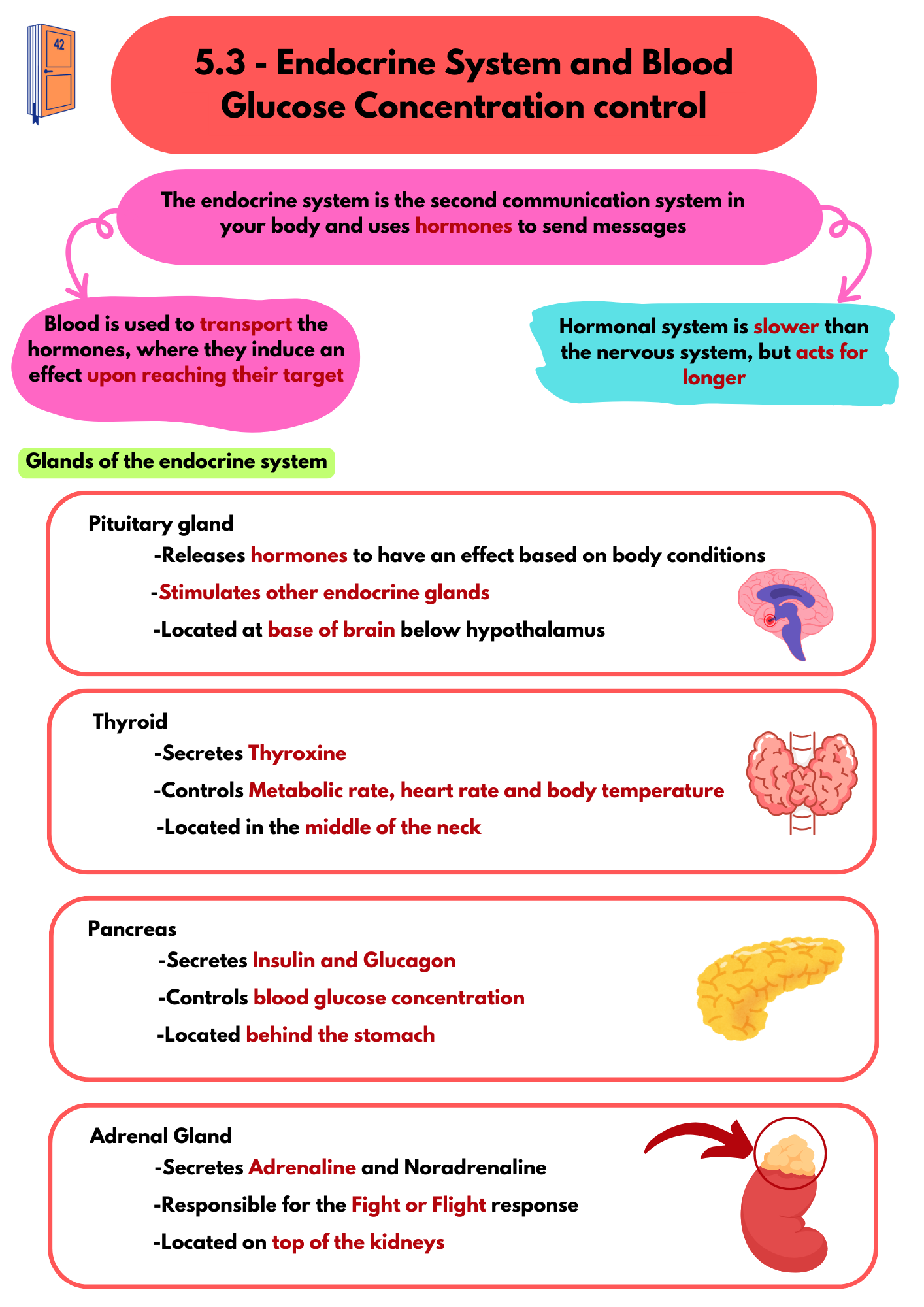 5.3 – Endocrine System and Blood Glucose Concentration control cheat ...