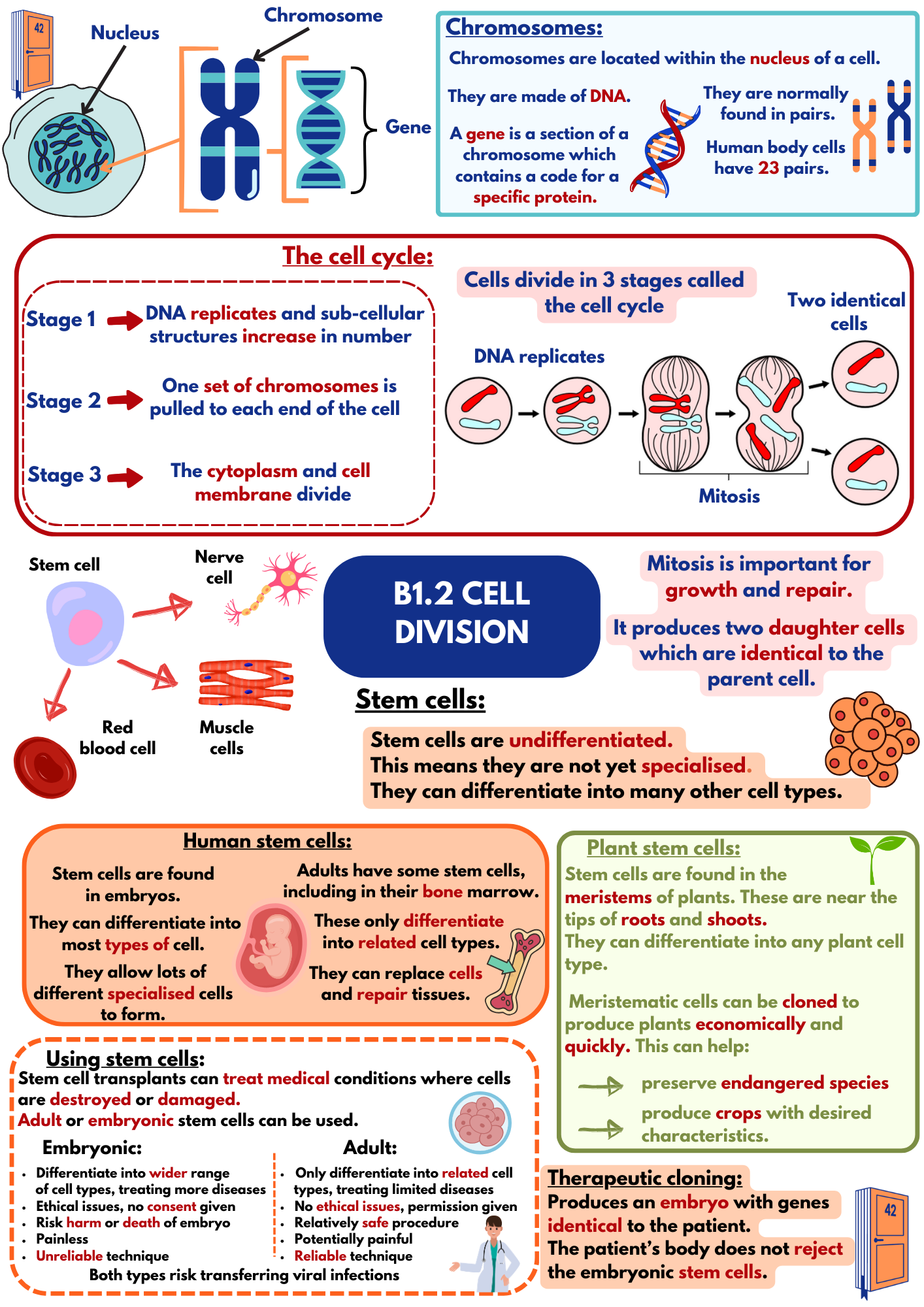 B1.2 Cell division (1) – Classroom 42
