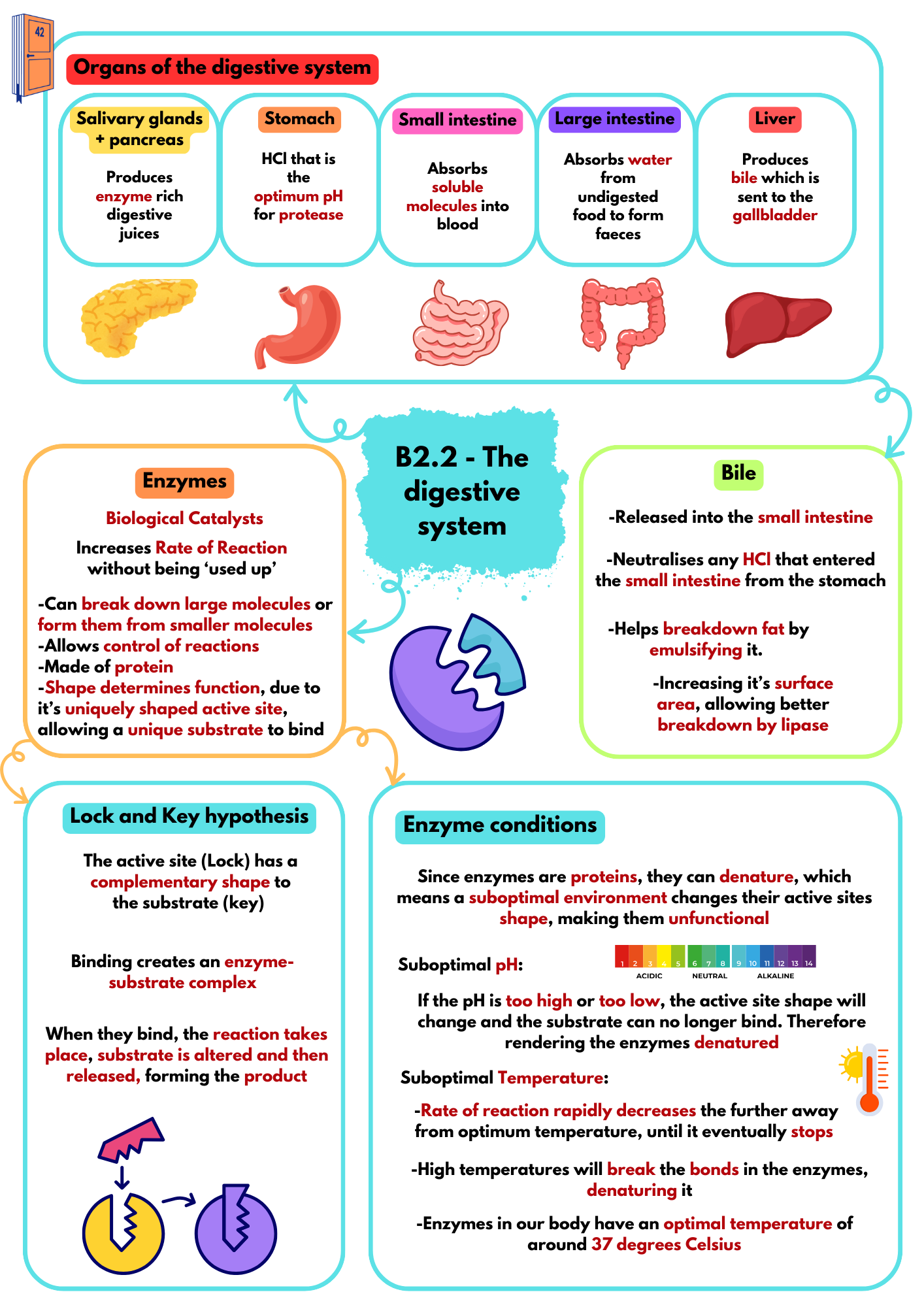 B2.2 – The digestive system cheat sheet (1) – Classroom 42