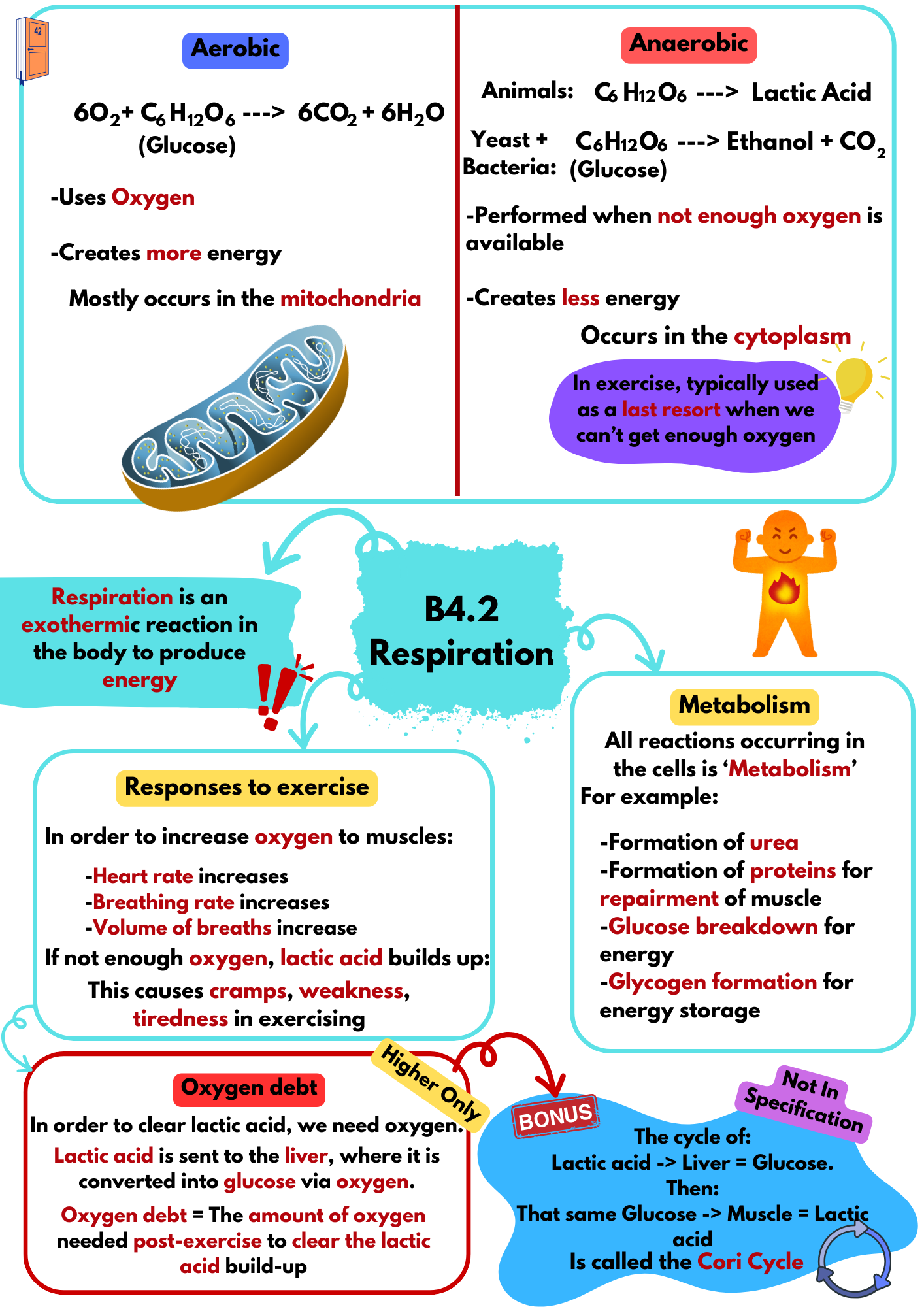 B4.2 – Respiration cheat sheet (3) – Classroom 42