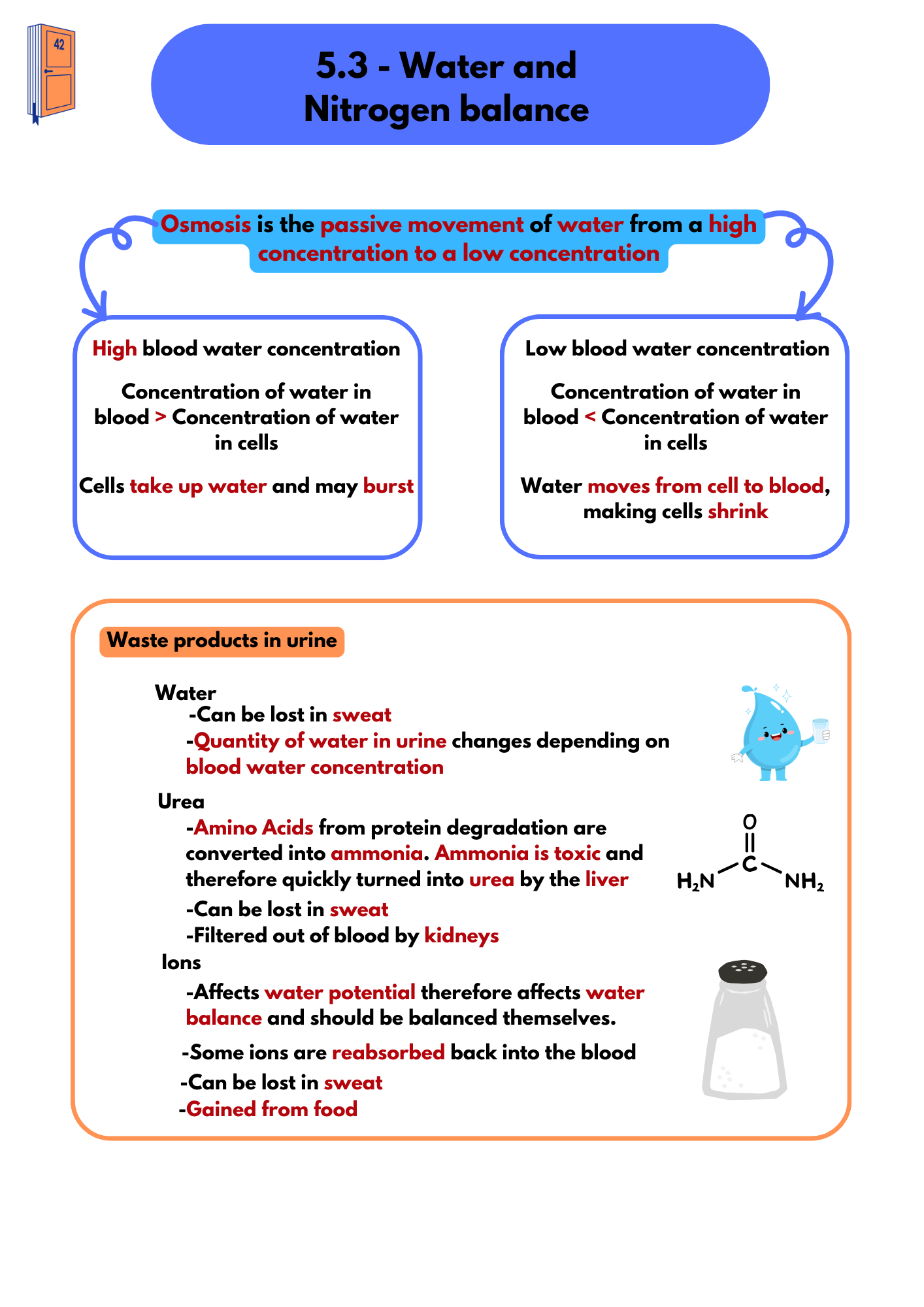 B5.3 Water and Nitrogen balance, and Negative feedback cheat sheet ...